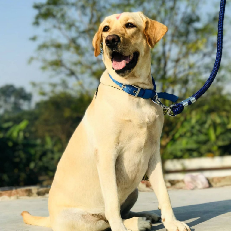 Top 10 Best Looking Dog Breeds in the World